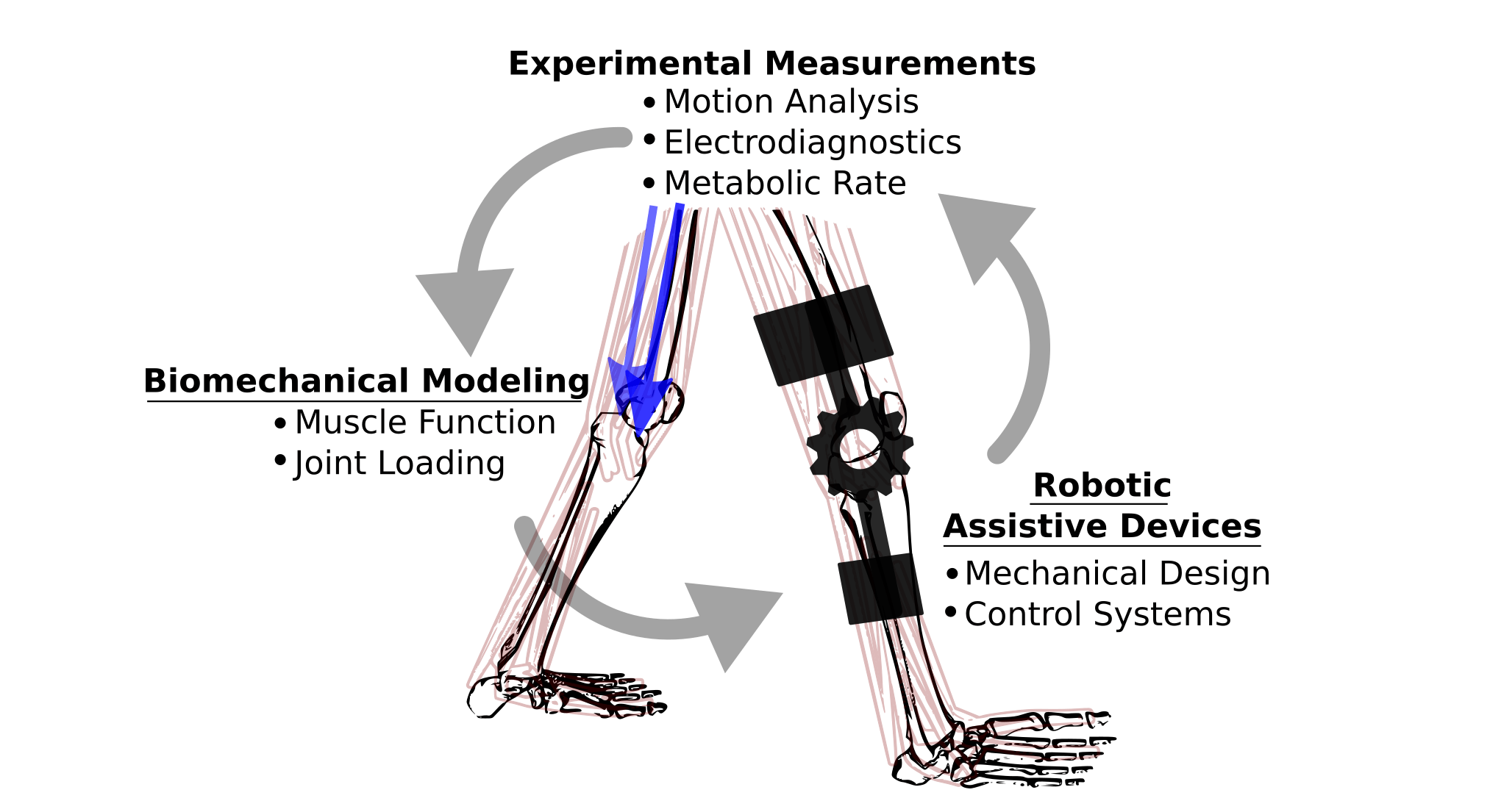 Research - Biomechatronics Lab